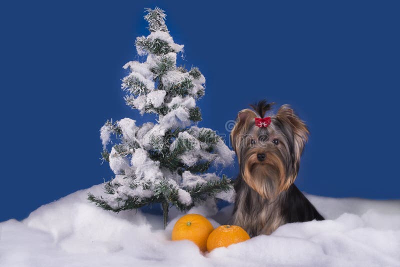 Yorkshire Terrier Puppy Playing in the Snow Stock Image - Image of ...