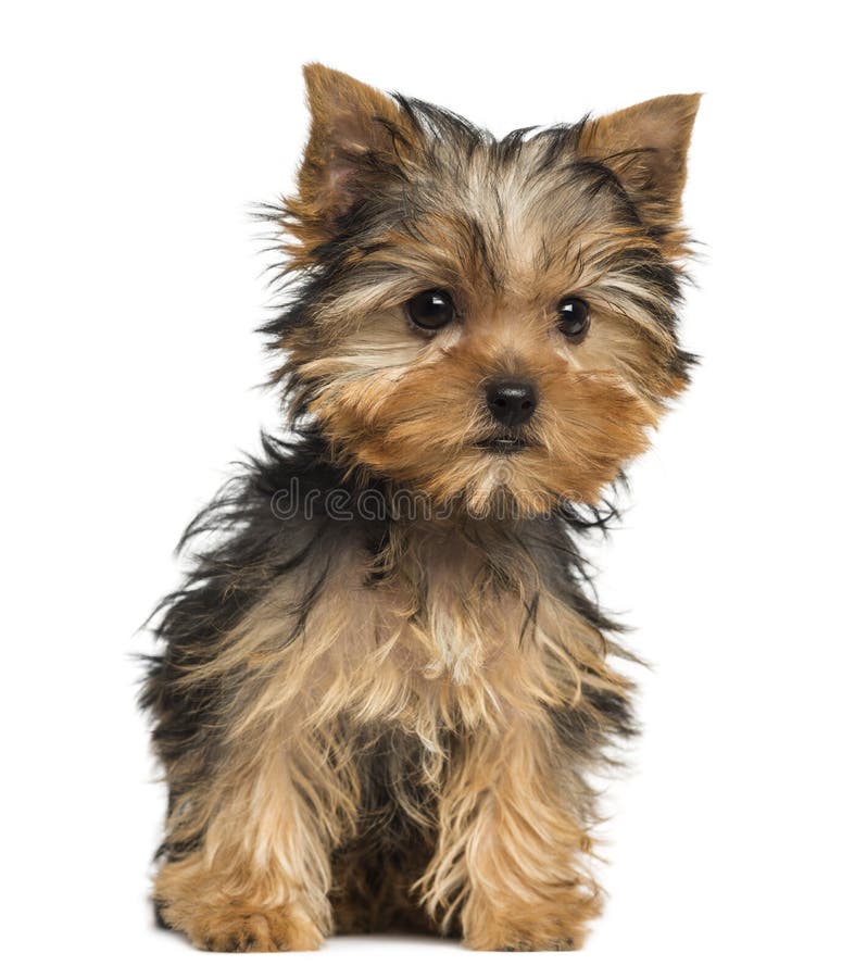 Yorkshire Terrier Puppy Sitting, 3 Months Old Stock Image - Image of ...