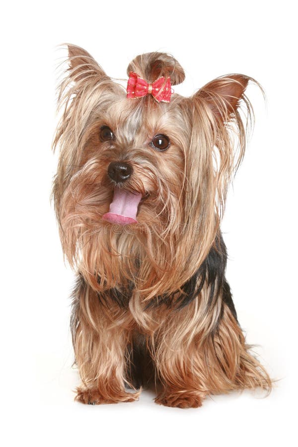 Yorkshire terrier stock image. Image of design, mammals - 1936745