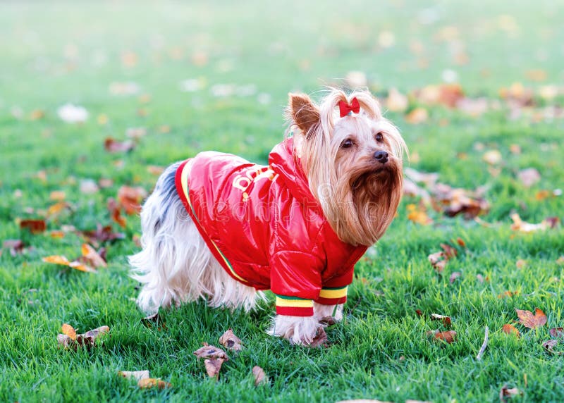 Yorkshire Terrier in Red Coat Standing on the Grass Stock Image - Image ...