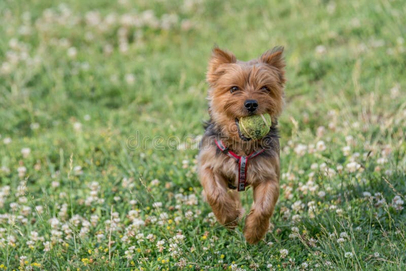 Yorkshire Terrier Running with a Ball Selective Focus on the Dog Stock ...