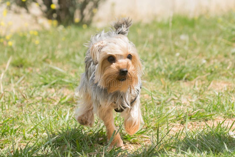Yorkshire Terrier Jumping and Standing on His Two Feet. Stock Photo ...