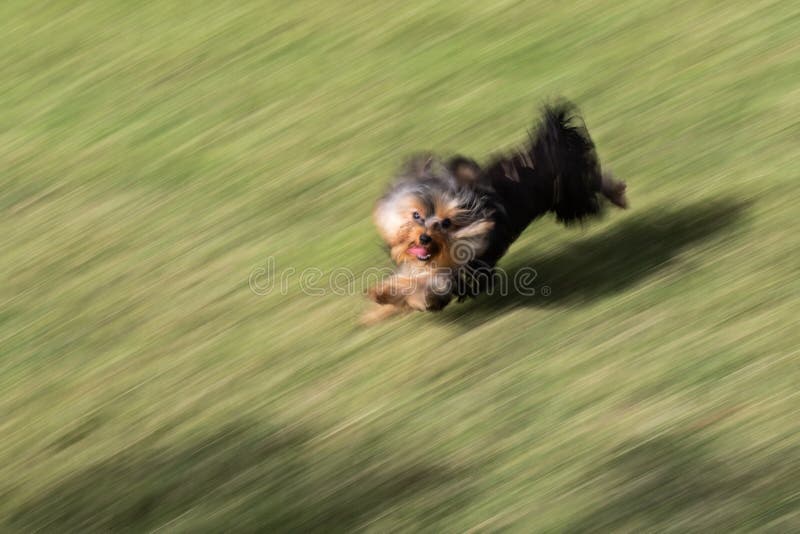 Yorkshire terrier running stock photo. Image of hour - 125098666