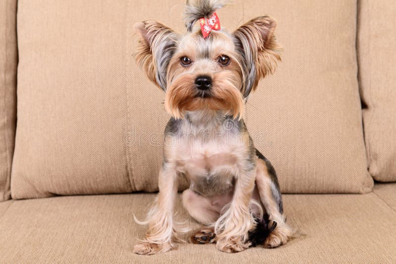 Yorkshire terrier sit stock image. Image of isolated - 35027981