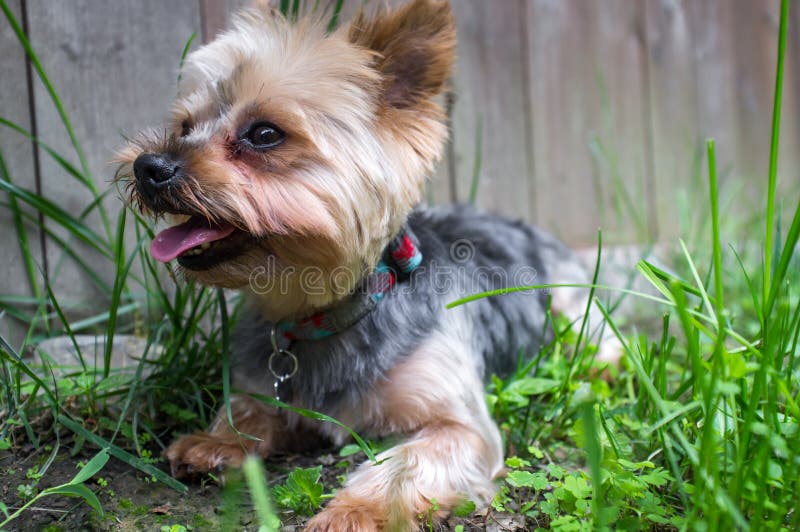 Yorkshire Terrier Smiling stock photo. Image of furry - 72309344