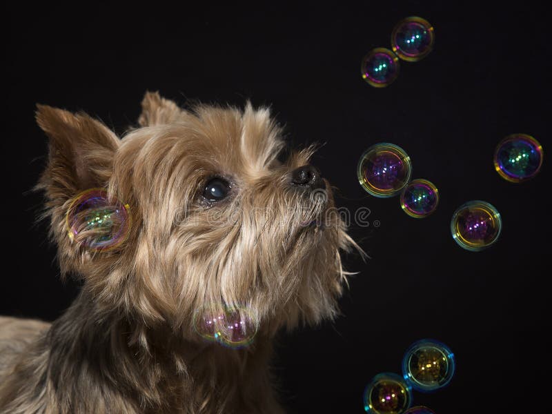 Dwarf Yorkshire Terrier Stock Photos - Free & Royalty-Free Stock Photos ...