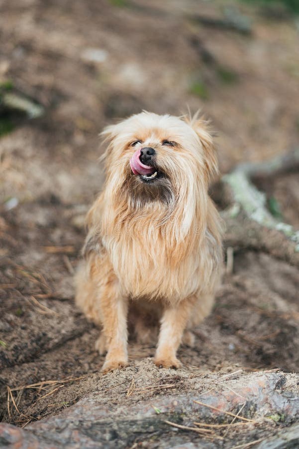 Yorkshire Terrier from Spitz in the Park Stock Photo - Image of small ...