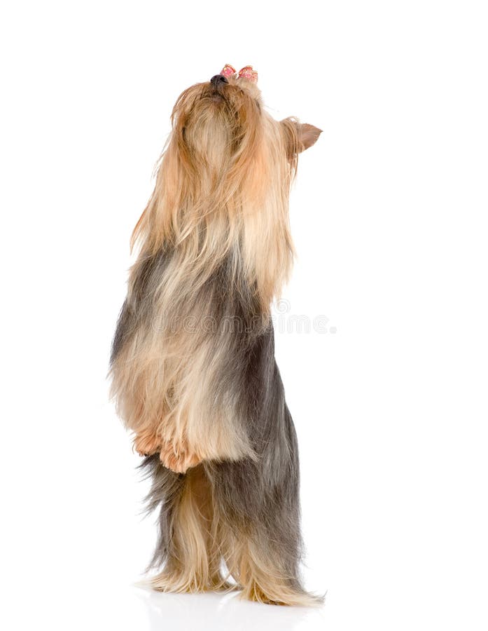 Yorkshire Terrier Standing on Hind Legs. Isolated on White Back Stock ...