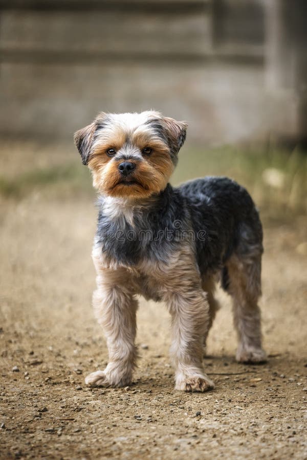 Yorkshire Terrier Standing Looking at the Camera Stock Image - Image of ...