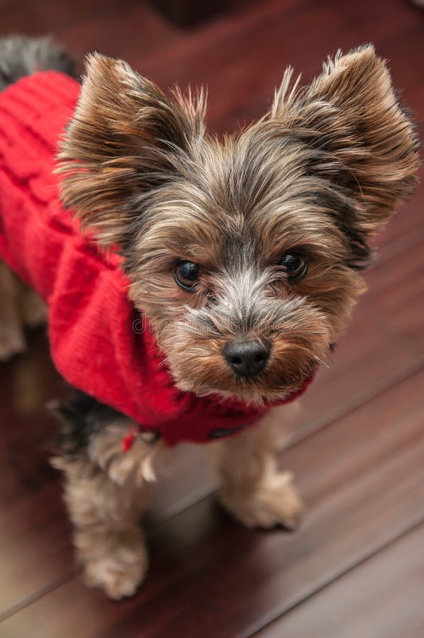 Yorkshire Terrier Playing stock photo. Image of play - 32933840