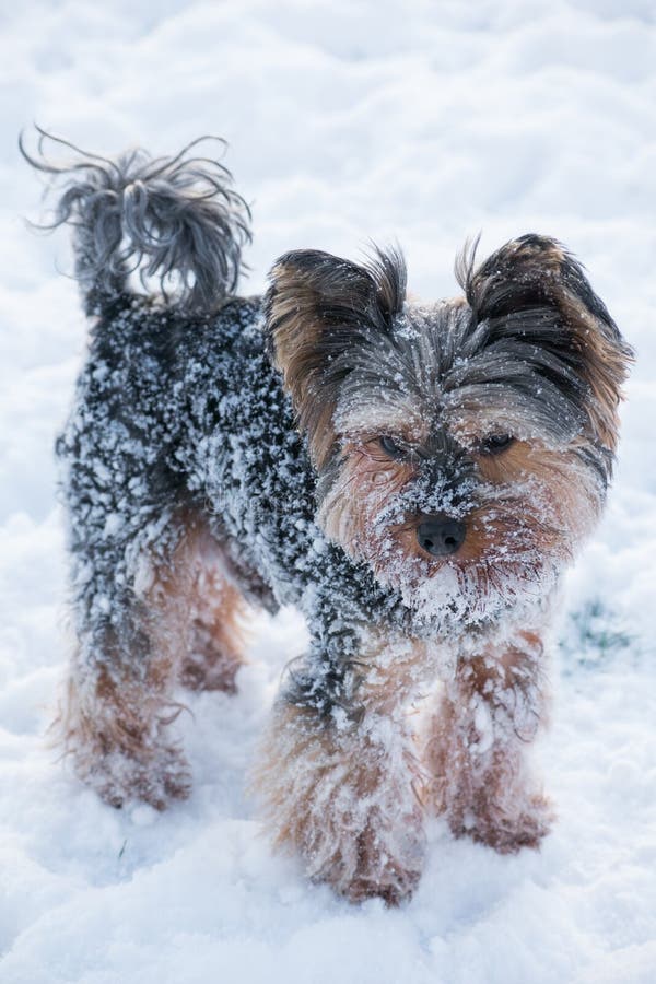 Yorkshire Terrier in the Snow Stock Image - Image of looking, lovely ...