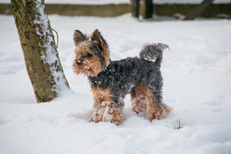 Yorkshire Terrier Standing in the Snow Stock Image - Image of portrait ...