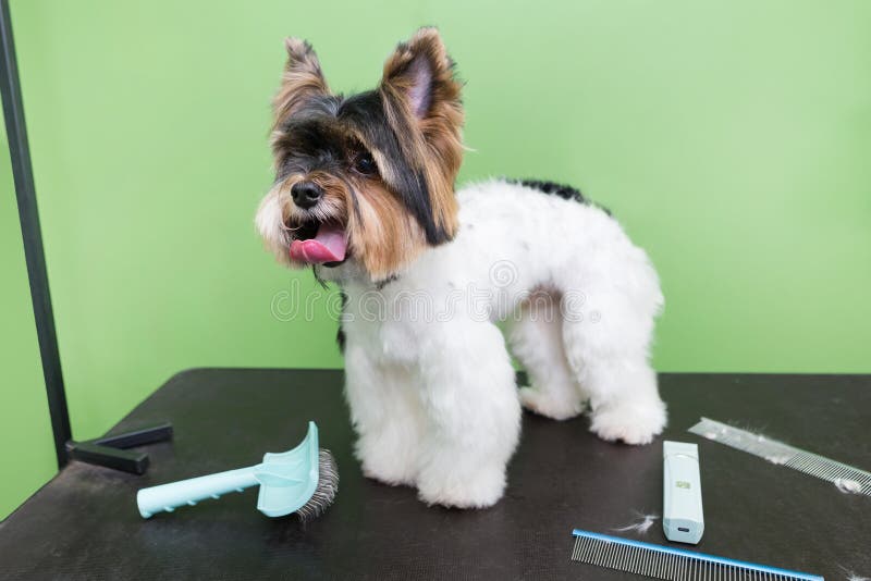 Yorkshire Terrier Stands on the Grooming Table after a Haircut Stock ...