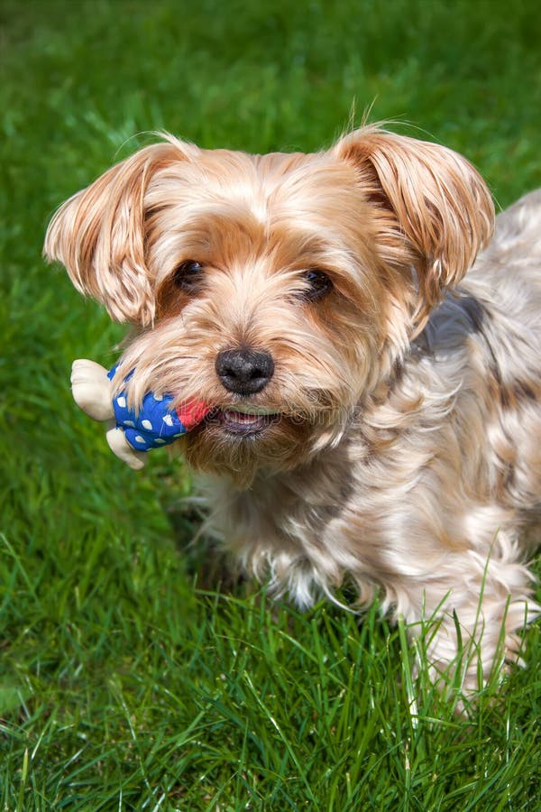 Yorkshire Terrier with a Toy Stock Image - Image of look, walk: 32682779