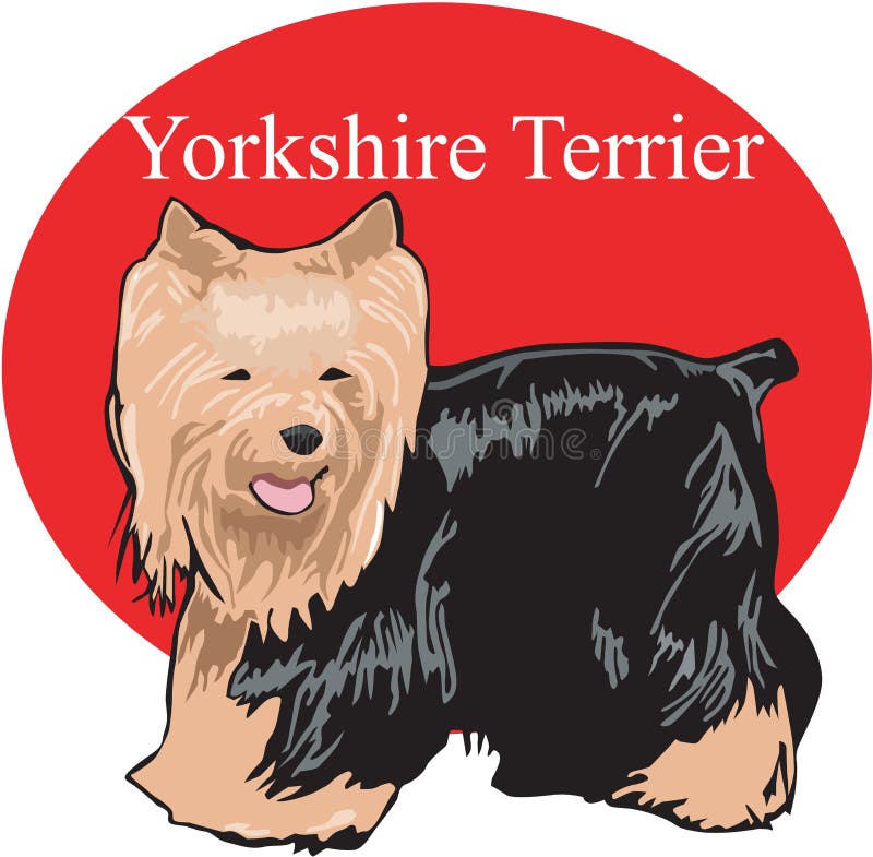 Yorkshire Terrier Vector Illustration Stock Vector - Illustration of ...