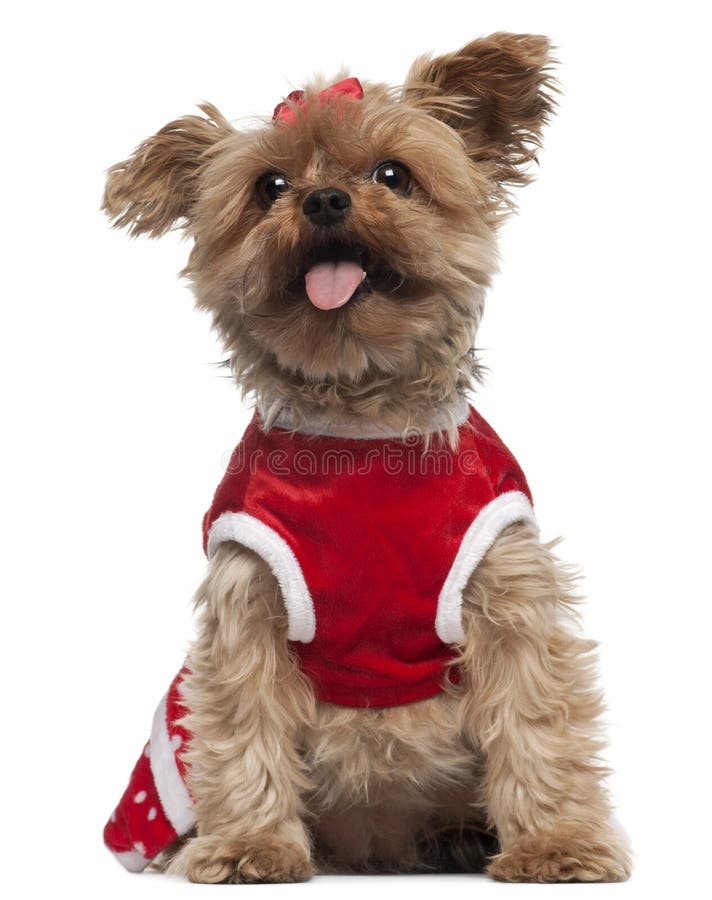 Yorkshire Terrier Wearing Red, 4 and a Half Stock Photo - Image of ...