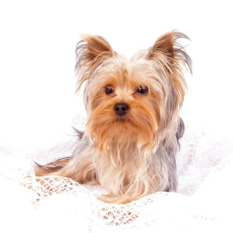 Yorkshire Terrier on white stock photo. Image of nature - 13124854