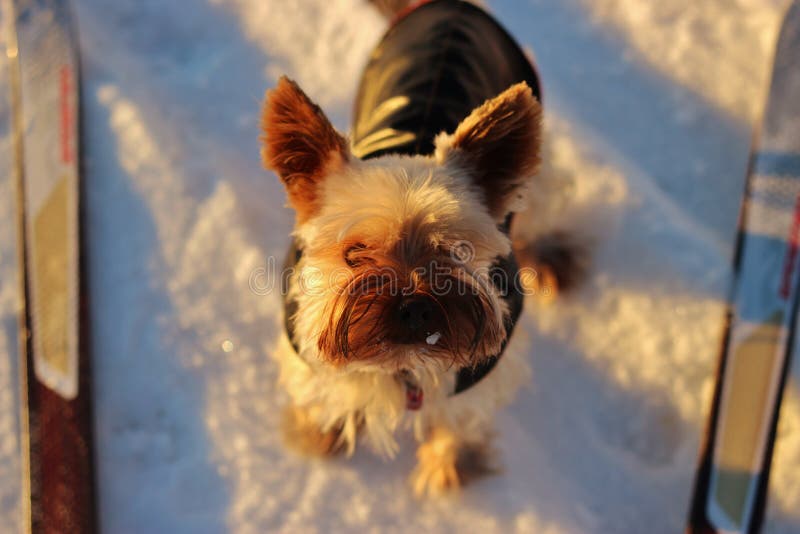 Yorkshire Terrier stock image. Image of yorkshire, terrier - 42953781