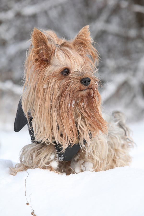 Yorkshire Terrier in Winter Stock Image - Image of outdoor, attentive ...