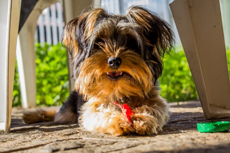 Yorkshire Terrier stock image. Image of nature, shire - 89726591