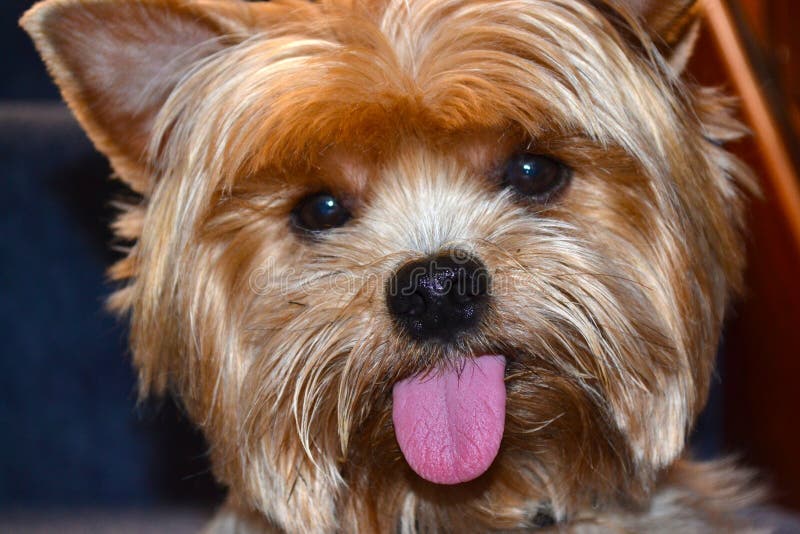 Yorkshire Terrier - Yorkie Tongue Stock Photo - Image of cute, nose ...