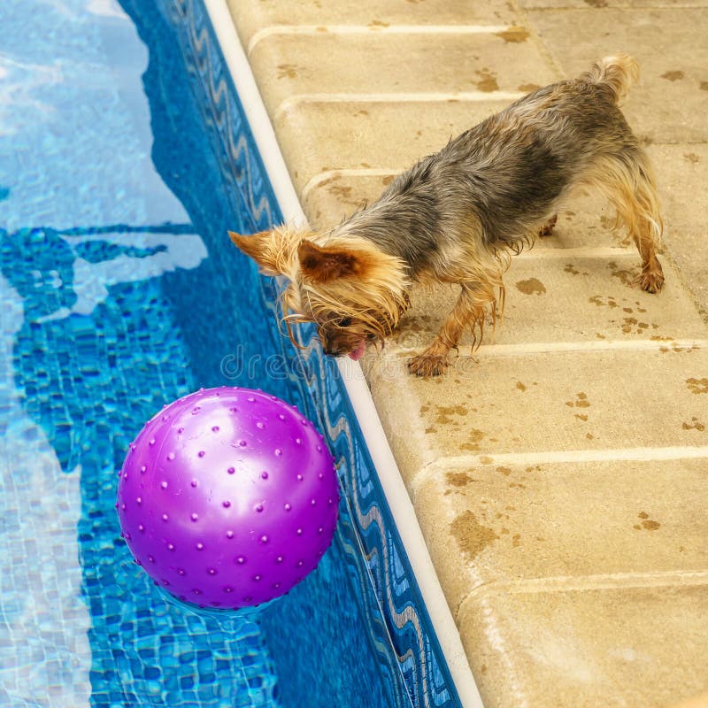 Yorkshire Terrier, Yorkies Playing by the Pool with Ball Stock Image ...