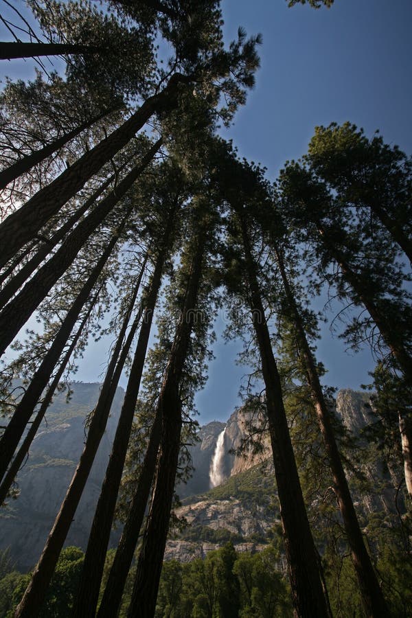 Large Black Oak Trees in Yosemite Valley Meadow Stock Image - Image of ...