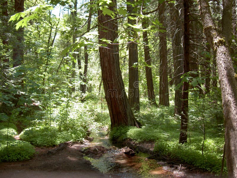 Yosemite Forest stock photo. Image of park, trees, serene - 162238
