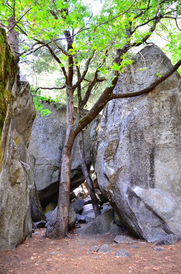 Yosemite Granite Tree Sapling Stock Photo - Image of park, moutain ...