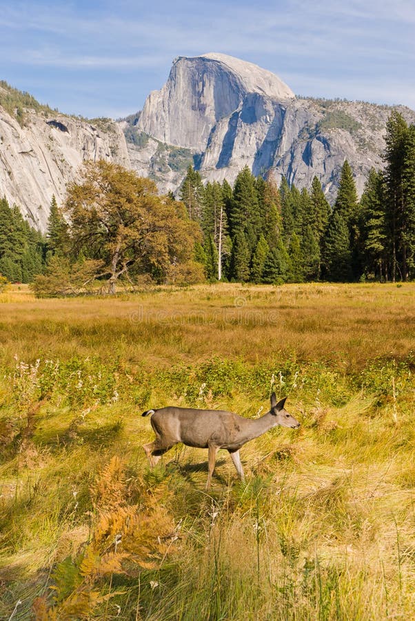 Yosemite Half Dome Autumn Deer Stock Photo - Image of national, forest: 20341854