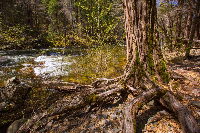 Yosemite National Park Merced River in California Stock Photo - Image ...