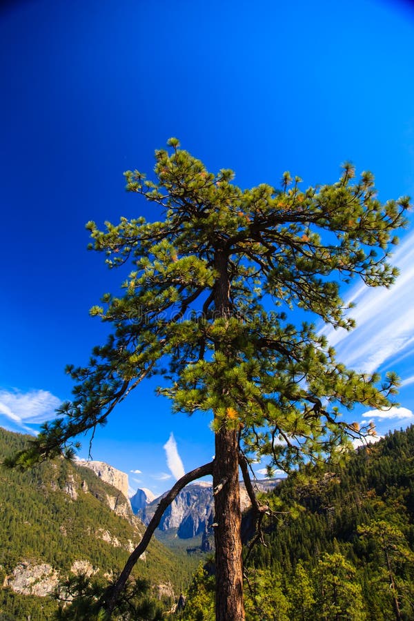 Yosemite National Park stock image. Image of panorama - 39690819
