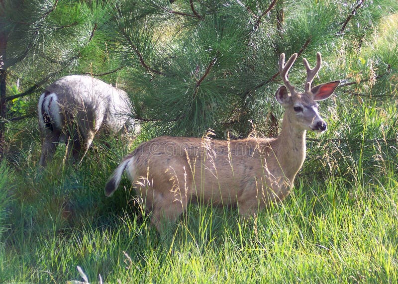 Yosemite Valley Deer stock image. Image of meadow, yosemite - 156949