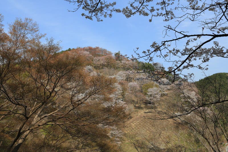 Yoshinoyama, Nara, Japan at the Spring Stock Photo - Image of mountains ...