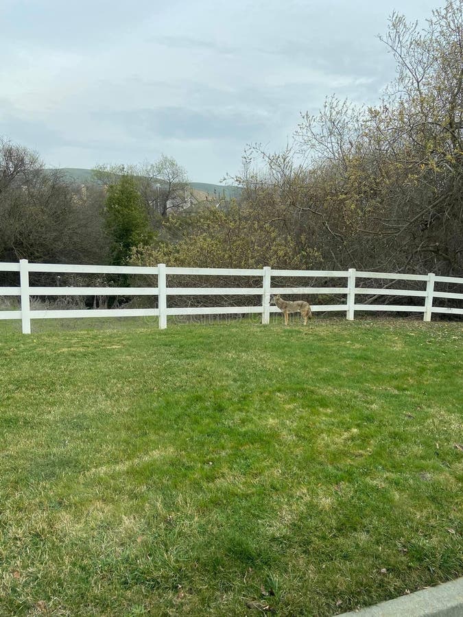 Yote stock photo. Image of yote, coyote, sighting, area - 213045884