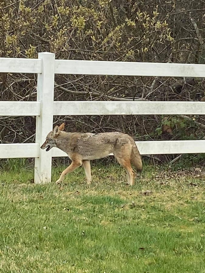 Yote sighting stock image. Image of yote, francisco - 213045889