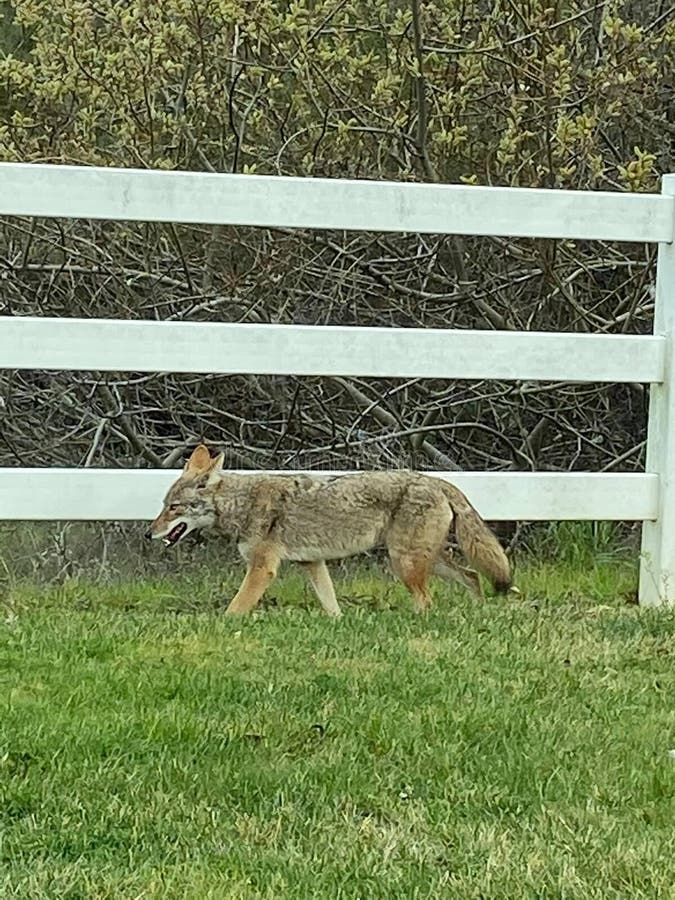 Yote sighting stock photo. Image of yote, francisco - 213045886