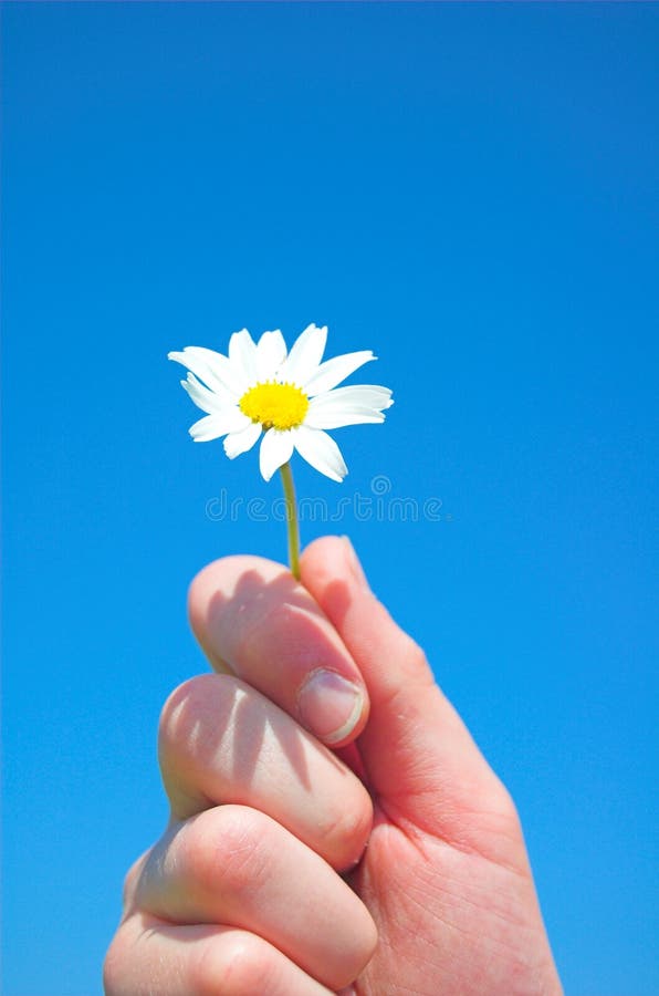 Flowers for you stock photo. Image of relax, grip, hand - 755936