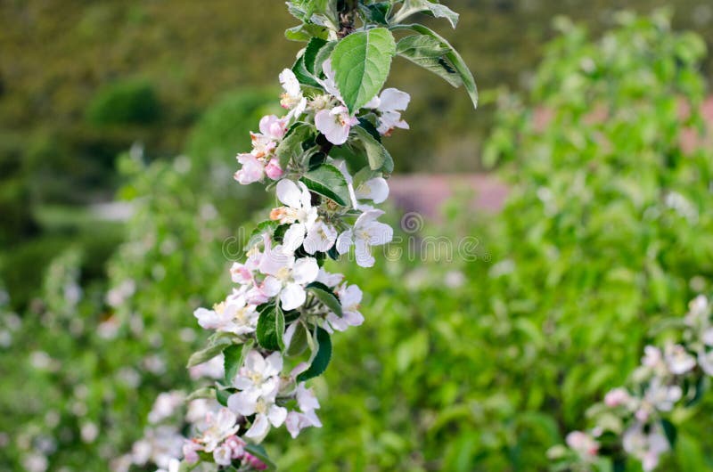 You Can Cut the Flowers but Not the Spring Stock Photo - Image of leaf ...