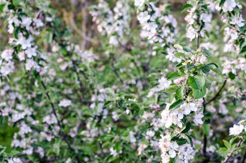 You Can Cut the Flowers but Not the Spring Stock Image - Image of ...