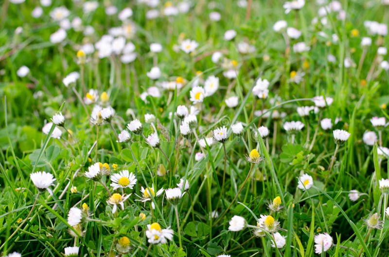 You Can Cut the Flowers but Not the Spring Stock Image - Image of calm ...
