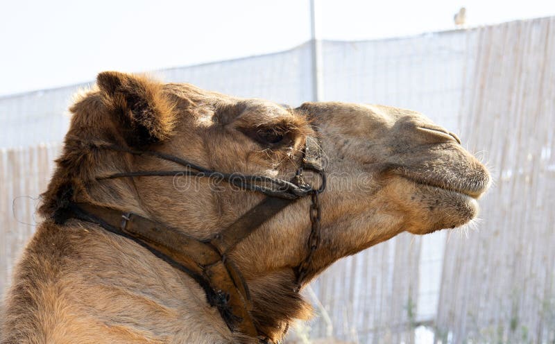 Close Up of Camel Head in Sun Light. Stock Image - Image of ...