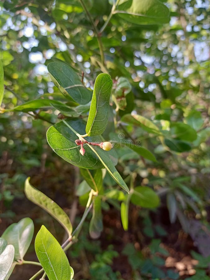 You Can See the Cherries are Getting Bigger from the Cherry Tree Stock ...