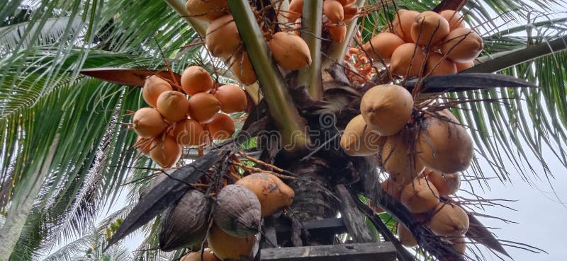 You Can See a Coconut Tree and the Orange Colored Coconut is a Hybrid ...