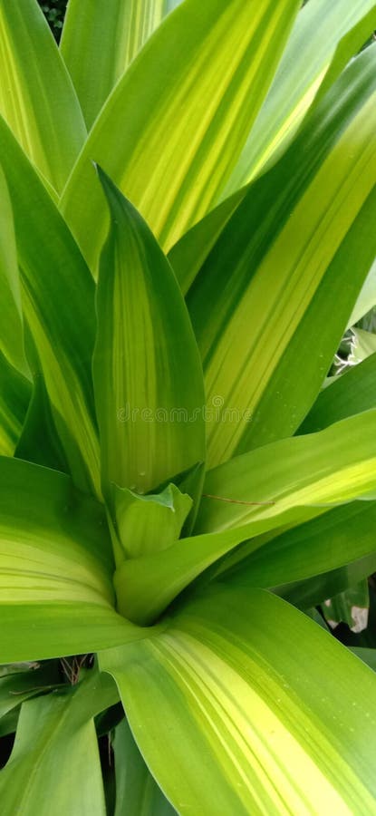 You Can See Green Leaf Plants Which are Very Beautiful and Very Unique ...