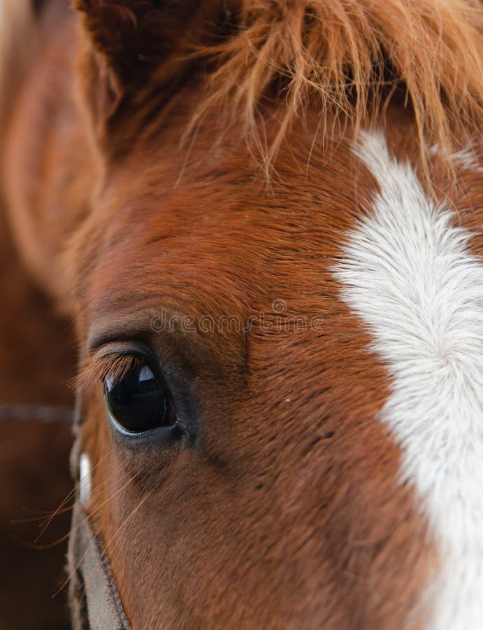You Can See Mi Eye. the Magic of Horses Stock Image - Image of magic ...