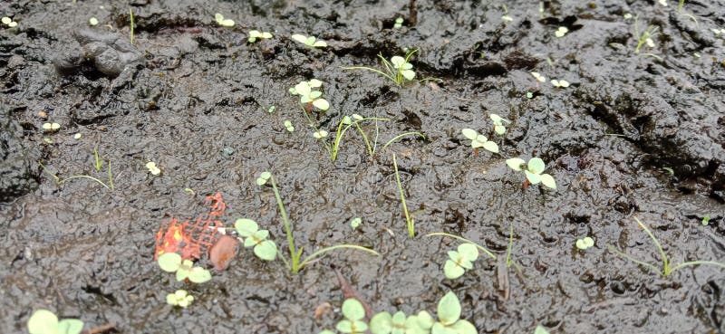 You Can See the Muddy and Muddy Ground Around Which Grass and Shoots ...
