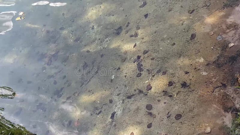 You Can See the Sandy Bottom through the Clear Water of the Pond ...