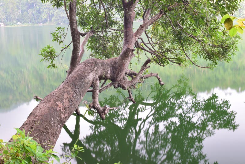 You Can See the Tree Grows Horizontally almost on the Lake Water Stock ...