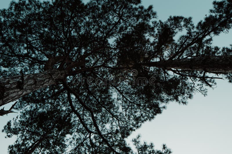 View from Bellow of Two Trees Stock Photo - Image of middle, clouds ...